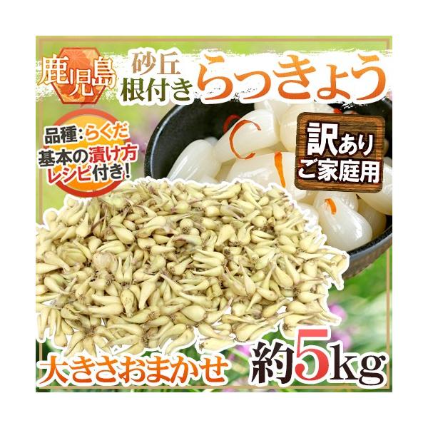 【発売日：2026年05月30日】【送料無料】砂丘土壌を多く持つ鹿児島の【砂丘らっきょう】！砂地で育ったらっきょうは色白で繊維がキメ細かく、シャキシャキに仕上がります♪らっきょう/らっきょ/ラッキョウ/ラッキョ/辣韮/土付きらっきょう/根付...