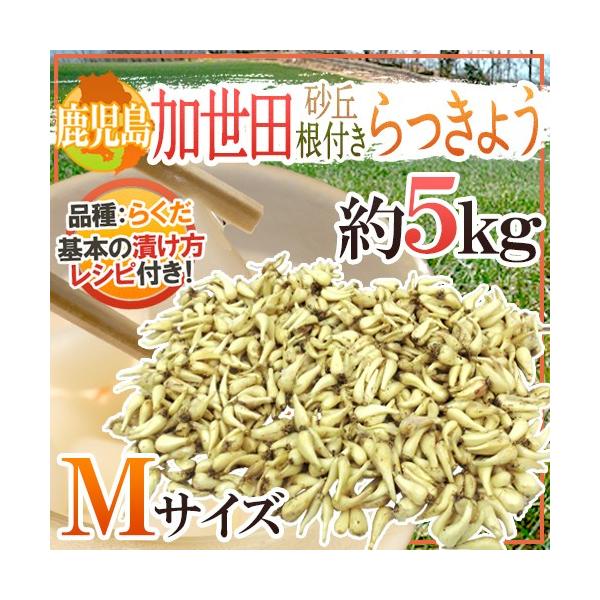 【発売日：2026年05月20日】【送料無料】鹿児島・こだわりの産地！加世田産限定♪【砂丘らっきょう】砂地で育ったらっきょうは色白で繊維がキメ細かく、シャキシャキに仕上がります♪/らっきょう/らっきょ/ラッキョウ/ラッキョ/辣韮/土付きらっ...