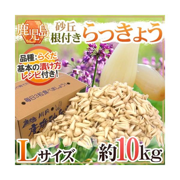 【発売日：2026年05月20日】【送料無料】砂丘土壌を多く持つ鹿児島の【砂丘らっきょう】！砂地で育ったらっきょうは色白で繊維がキメ細かく、シャキシャキに仕上がります♪らっきょう/らっきょ/ラッキョウ/ラッキョ/辣韮/土付きらっきょう/根付...
