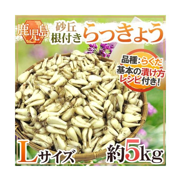 【発売日：2026年05月20日】【送料無料】砂丘土壌を多く持つ鹿児島の【砂丘らっきょう】！砂地で育ったらっきょうは色白で繊維がキメ細かく、シャキシャキに仕上がります♪らっきょう/らっきょ/ラッキョウ/ラッキョ/辣韮/土付きらっきょう/根付...