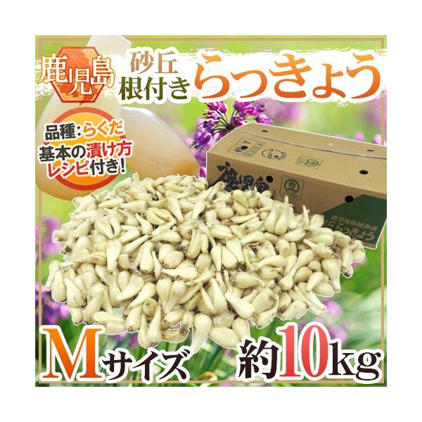 【発売日：2026年05月20日】【送料無料】砂丘土壌を多く持つ鹿児島の【砂丘らっきょう】！砂地で育ったらっきょうは色白で繊維がキメ細かく、シャキシャキに仕上がります♪/らっきょう/らっきょ/ラッキョウ/ラッキョ/辣韮/土付きらっきょう/根...