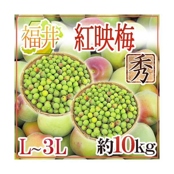 【発売日：2026年06月15日】【送料無料】果皮がやわらかで種は小さくそのぶん果肉が厚い！熟して紅色に染まった周辺は甘酸っぱい芳香につつまれ、酸味が穏やかなとっても品を感じる梅です♪/10キロ/爆買