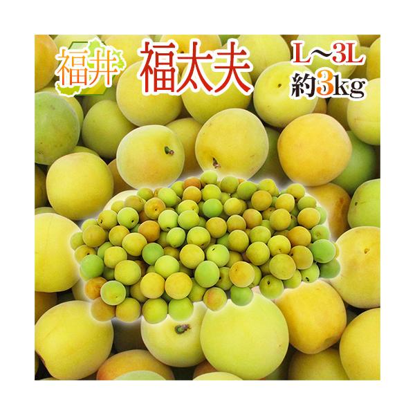 【発売日：2026年05月31日】【送料無料】新平太夫のように桃やアンズのようなフルーティで、さわやかな甘いよい香りがして酸味がマイルドなため、梅酒や菓子だけでなく、梅干しなどにしても美味しい「福太夫」♪/3キロ/爆買