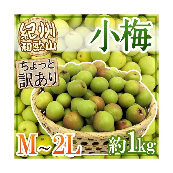 【発売日：2026年05月15日】やっぱり梅といったら紀州・和歌山！南高梅や古城梅で有名な和歌山県は、やっぱり小梅も高品質！肉厚で皮が薄く、いい香りの高品質小梅です♪/1キロ/爆買