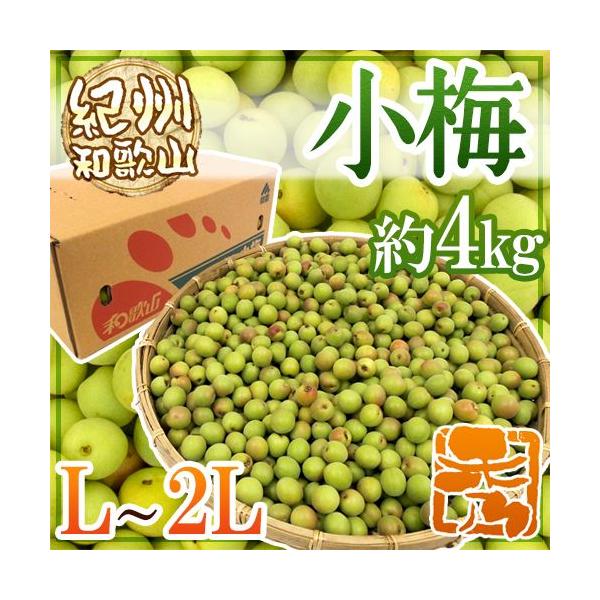 【発売日：2026年05月15日】【送料無料】やっぱり梅といったら紀州・和歌山！南高梅や古城梅で有名な和歌山県は、やっぱり小梅も高品質！肉厚で皮が薄く、いい香りの高品質小梅です♪/4キロ/爆買