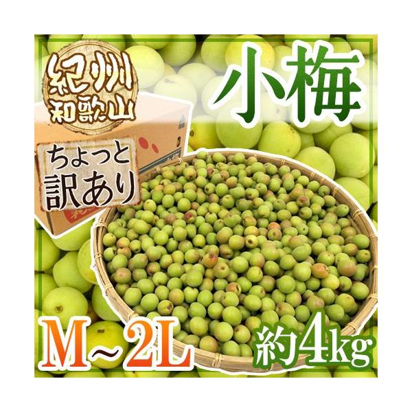 【発売日：2026年05月15日】【送料無料】やっぱり梅といったら紀州・和歌山！南高梅や古城梅で有名な和歌山県は、やっぱり小梅も高品質！肉厚で皮が薄く、いい香りの高品質小梅です♪/4キロ/爆買
