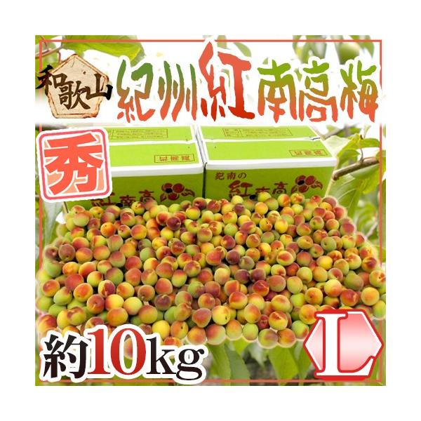 【発売日：2026年05月25日】【送料無料】太陽の光をたっぷり浴びて紅色に染まった“紅南高梅”。薄い皮と柔らかい実、うっとりするような強い香りは最高級品質！/紅梅/梅酒用/梅干し用/梅ジャム用/紀州梅/10キロ/爆買