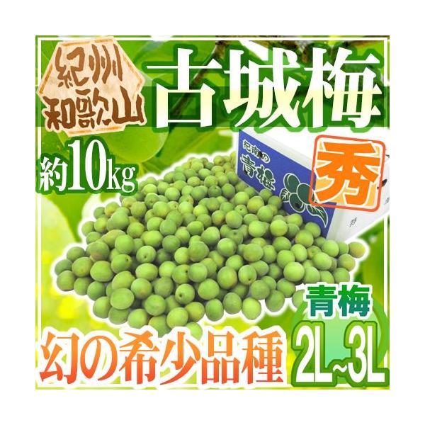 【発売日：2026年05月31日】【送料無料】市場にはほとんど出回らないと言われる超希少な古城梅。梅のうまみがギューッと詰まった古城梅はとことんこだわる方に最適です！/10キロ/爆買