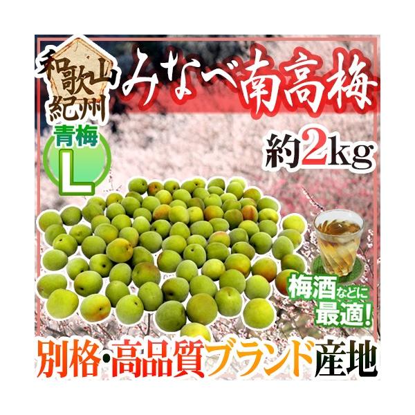 【発売日：2026年05月15日】【送料無料】ブランド梅産地・紀州和歌山の中でも別格と言われる「みなべ地区」。熟練の技術で栽培された「みなべ南高梅」はどこにも負けない最高品質の梅です！青梅/梅酒/梅エキス/梅干し/梅サワー/梅ジュース/ウメ...