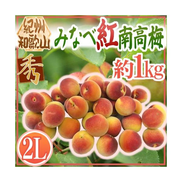 【発売日：2026年05月31日】太陽の光を浴びて紅色に染まった梅！ブランド梅産地・紀州和歌山の中でも名産地「みなべ」で育ったとっても希少な紅い南高梅をお届けします！/1キロ/爆買