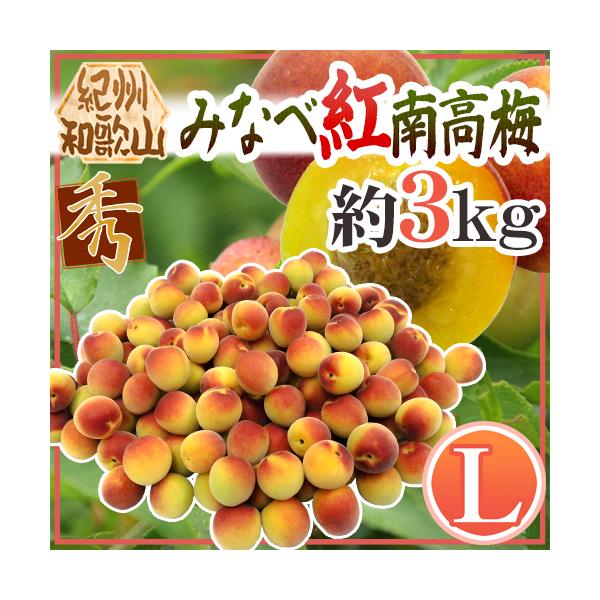 【発売日：2026年05月31日】【送料無料】太陽の光を浴びて紅色に染まった梅！ブランド梅産地・紀州和歌山の中でも名産地「みなべ」で育ったとっても希少な紅い南高梅をお届けします！青梅/梅酒/梅ジャム/梅干し/梅サワー/梅ジュース/ウメ/うめ...