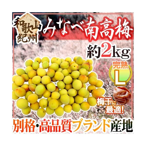 【発売日：2026年06月10日】【送料無料】ブランド梅産地・紀州和歌山の中でも別格と言われる「みなべ地区」。熟練の技術で栽培された「みなべ南高梅」はどこにも負けない最高品質の梅です！青梅/梅酒/梅ジャム/梅干し/梅サワー/梅ジュース/ウメ...