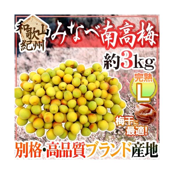 【発売日：2026年06月10日】【送料無料】ブランド梅産地・紀州和歌山の中でも別格と言われる「みなべ地区」。熟練の技術で栽培された「みなべ南高梅」はどこにも負けない最高品質の梅です！青梅/梅酒/梅ジャム/梅干し/梅サワー/梅ジュース/ウメ...