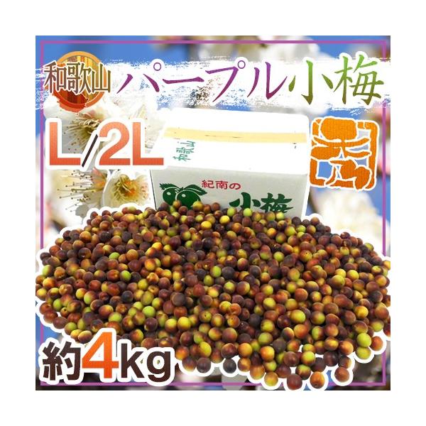 【発売日：2026年05月25日】【送料無料】やっぱり梅といったら紀州・和歌山！超希少品種♪濃い紫色に染まった「パープル小梅」濃い色素がシロップやお酒に溶け出して、ピンクの梅酒やシロップに♪紫小梅/紅小梅/パープル小梅/パープルクィーン/パ...