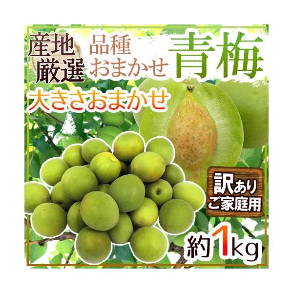 【発売日：2026年05月30日】【送料無料】南高梅だけじゃない♪どの品種が届くかお楽しみの「青梅」鶯宿梅・白加賀梅、古城梅などなど、その時に最も旬を迎える産地・品種の梅をお届けします！青梅/熟梅/鶯宿梅/白加賀梅/古城梅/梅干し/うめぼし...