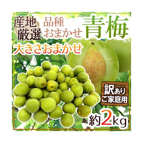 【発売日：2026年05月30日】【送料無料】南高梅だけじゃない♪どの品種が届くかお楽しみの「青梅」鶯宿梅・白加賀梅、古城梅などなど、その時に最も旬を迎える産地・品種の梅をお届けします！青梅/熟梅/鶯宿梅/白加賀梅/古城梅/梅干し/うめぼし...