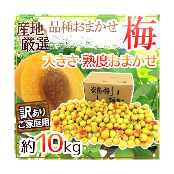 【発売日：2026年05月31日】【送料無料】南高梅だけじゃない♪どの品種が届くかお楽しみの「梅」鶯宿梅・白加賀梅、古城梅などなど、その時に最も旬を迎える産地・品種の梅をお届けします！青梅/熟梅/鶯宿梅/白加賀梅/古城梅/梅干し/うめぼし/...