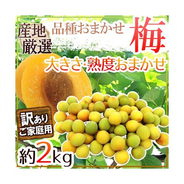 【発売日：2026年05月31日】【送料無料】南高梅だけじゃない♪どの品種が届くかお楽しみの「梅」鶯宿梅・白加賀梅、古城梅などなど、その時に最も旬を迎える産地・品種の梅をお届けします！青梅/熟梅/鶯宿梅/白加賀梅/古城梅/梅干し/うめぼし/...