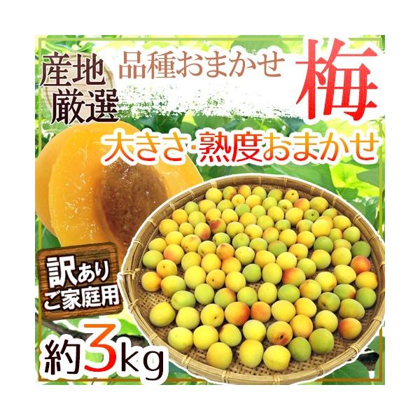 【発売日：2026年05月31日】【送料無料】南高梅だけじゃない♪どの品種が届くかお楽しみの「梅」鶯宿梅・白加賀梅、古城梅などなど、その時に最も旬を迎える産地・品種の梅をお届けします！青梅/熟梅/鶯宿梅/白加賀梅/古城梅/梅干し/うめぼし/...
