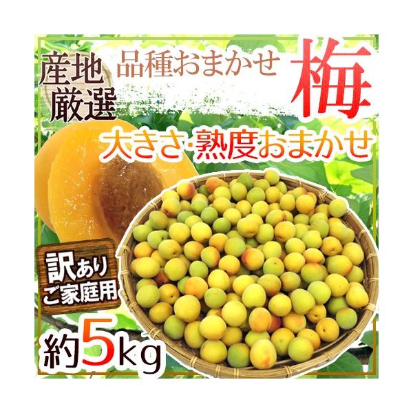 【発売日：2026年05月31日】【送料無料】南高梅だけじゃない♪どの品種が届くかお楽しみの「梅」鶯宿梅・白加賀梅、古城梅などなど、その時に最も旬を迎える産地・品種の梅をお届けします！青梅/熟梅/鶯宿梅/白加賀梅/古城梅/梅干し/うめぼし/...