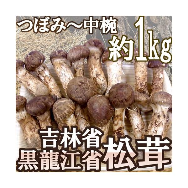 【発売日：2026年08月20日】【送料無料】中国産の中でも最高品質を誇る吉林省・黒龍江省産限定！人気のつぼみ〜中椀の松茸をご家庭で使いやすいボリュームでお届けします♪　最高の食感と味わい！秋の味覚をお楽しみください。/1キロ/爆買