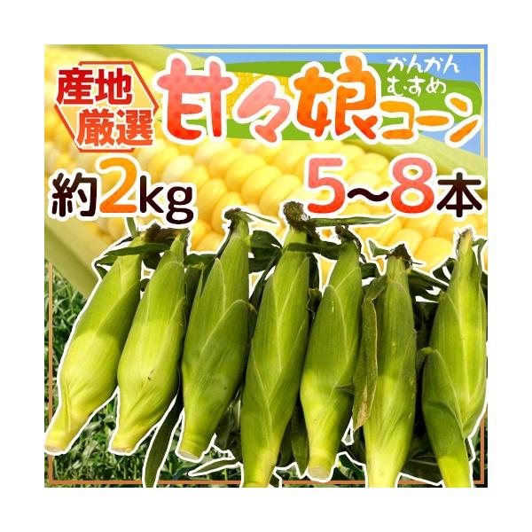 【発売日：2026年05月25日】なんと糖度メロン並み！？一口食べたら驚く味わい！"ショ糖"と"果糖"の作りだす二段構えの強い甘さ♪ＴＶでも話題の希少高糖度トウモロコシです！カンカン娘/かんかんむすめ/カンカンムスメ/とうもろこし/トウモロ...