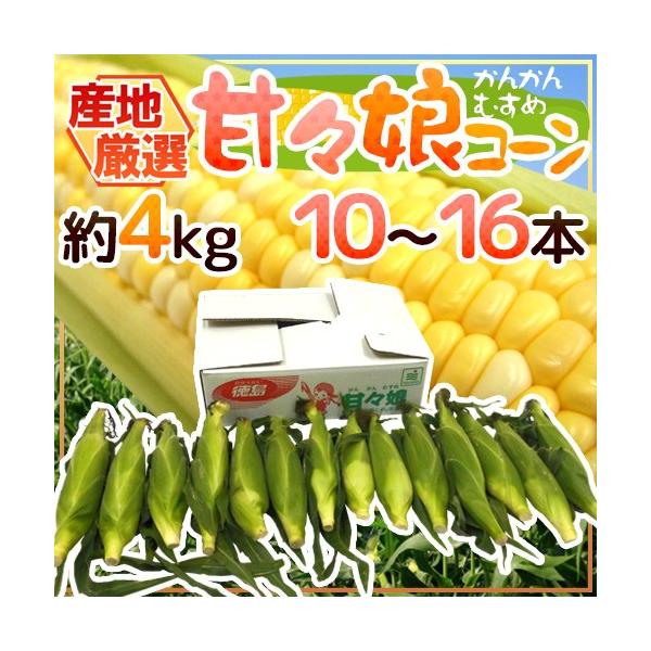 【発売日：2026年05月25日】なんと糖度メロン並み！？一口食べたら驚く味わい！"ショ糖"と"果糖"の作りだす二段構えの強い甘さ♪ＴＶでも話題の希少高糖度トウモロコシです！カンカン娘/かんかんむすめ/カンカンムスメ/とうもろこし/トウモロ...