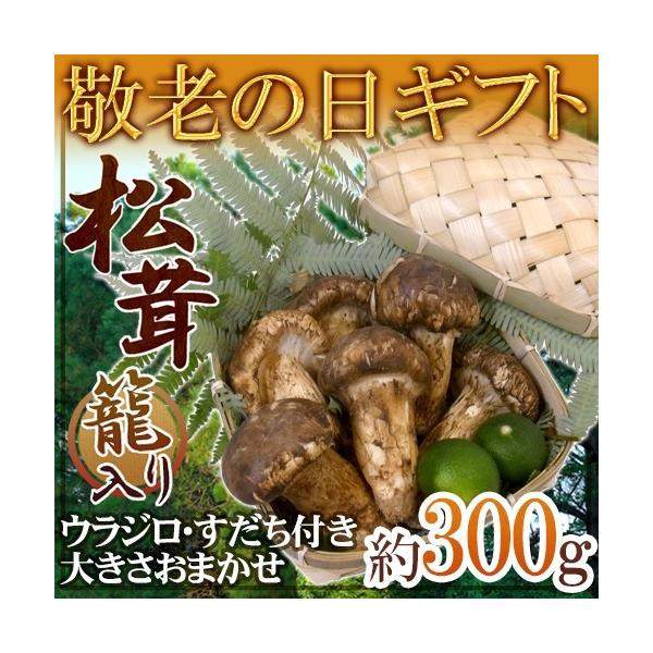 【発売日：2026年09月13日】【送料無料】中国産・人気のつぼみ〜中椀の松茸をおじいちゃん・おばあちゃんへの贈答にピッタリなカゴ入り包装でお届けします♪　最高の食感と味わい！秋の味覚をお楽しみください。まつたけ/マツタケ/きのこ/キノコ/...