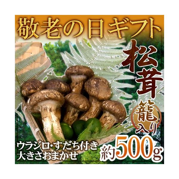 【発売日：2026年09月13日】【送料無料】中国産・人気のつぼみ〜中椀の松茸をおじいちゃん・おばあちゃんへの贈答にピッタリなカゴ入り包装でお届けします♪　最高の食感と味わい！秋の味覚をお楽しみください。まつたけ/マツタケ/きのこ/キノコ/...