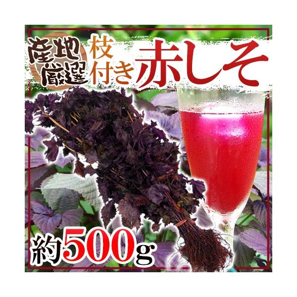 【発売日：2026年05月25日】古来から薬効があると言われ重宝されてきた赤しそ。食欲をそそる豊かな香りと鮮やかな赤色は梅干しにもぴったり♪/赤紫蘇/赤シソ/爆買