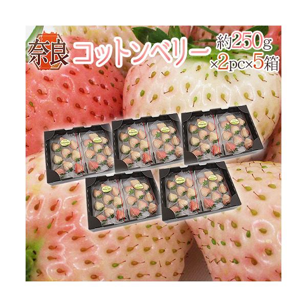 【発売日：2026年01月25日】【送料無料】2021年に新品種として登録出願申請された「白いちご コットンベリー」！白いちごの概念を覆すべく育成された「コットンベリー」はキャンディーのような不思議な香りとしっかりとした甘さが特徴で、本当に...