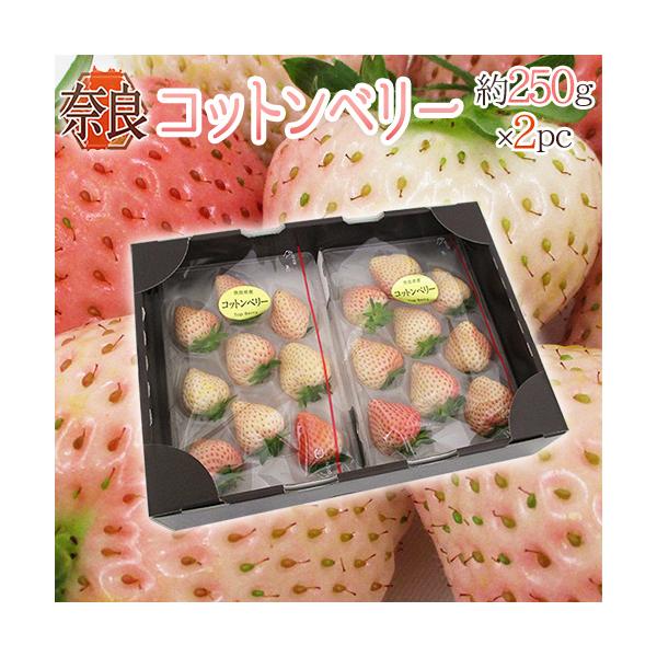 【発売日：2026年01月25日】【送料無料】2021年に新品種として登録出願申請された「白いちご コットンベリー」！白いちごの概念を覆すべく育成された「コットンベリー」はキャンディーのような不思議な香りとしっかりとした甘さが特徴で、本当に...