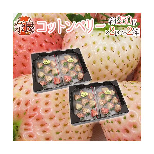 【発売日：2026年01月25日】【送料無料】2021年に新品種として登録出願申請された「白いちご コットンベリー」！白いちごの概念を覆すべく育成された「コットンベリー」はキャンディーのような不思議な香りとしっかりとした甘さが特徴で、本当に...