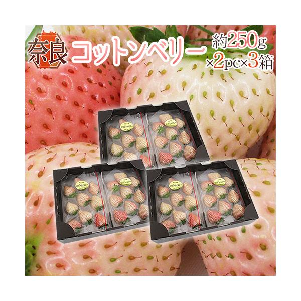 【発売日：2026年01月25日】【送料無料】2021年に新品種として登録出願申請された「白いちご コットンベリー」！白いちごの概念を覆すべく育成された「コットンベリー」はキャンディーのような不思議な香りとしっかりとした甘さが特徴で、本当に...