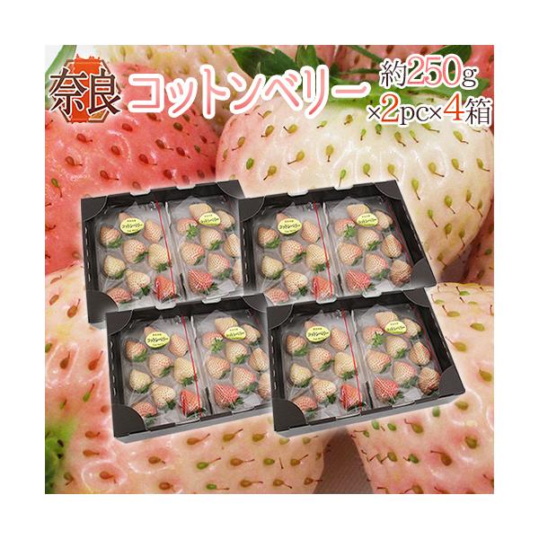 【発売日：2026年01月25日】【送料無料】2021年に新品種として登録出願申請された「白いちご コットンベリー」！白いちごの概念を覆すべく育成された「コットンベリー」はキャンディーのような不思議な香りとしっかりとした甘さが特徴で、本当に...