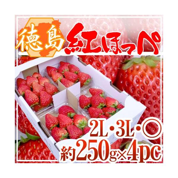 【送料無料】濃密・濃厚！しっかりとした果肉とコクのある味わいで食べごたえ抜群の「紅ほっぺ」が大ボリューム！！思う存分食べ放題です★/フルーツ/果物/爆買