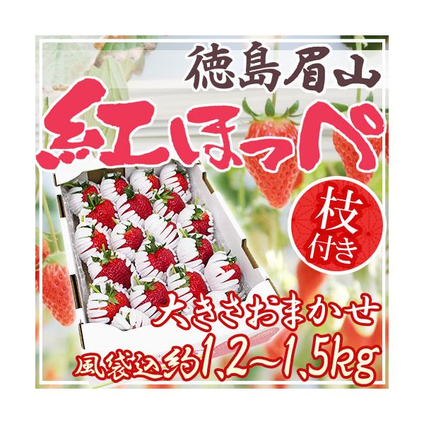 【発売日：2026年01月10日】こだわり産地「徳島・眉山」産枝付き紅ほっぺ！甘味と酸味の黄金比ともいわれる味わいと、果肉に果汁を抱き込んだようなしっかりとした食感はたまりません！大きさはおまかせとなりますが、中にはピンポン球くらいの大きさ...