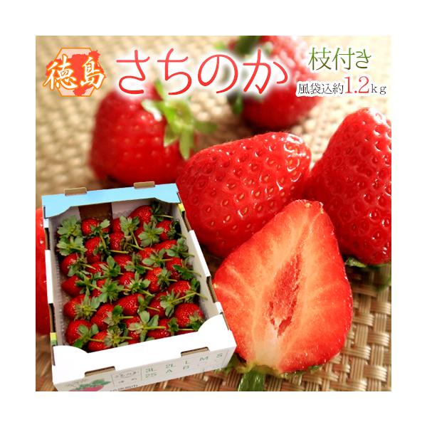 【発売日：2026年01月15日】【送料無料】大粒で甘くて美味しいイチゴ【さちのか】をたっぷり約1.2ｋｇ（風袋込）！鮮度持ちの良い枝付きでお届けです♪/フルーツ/果物/爆買