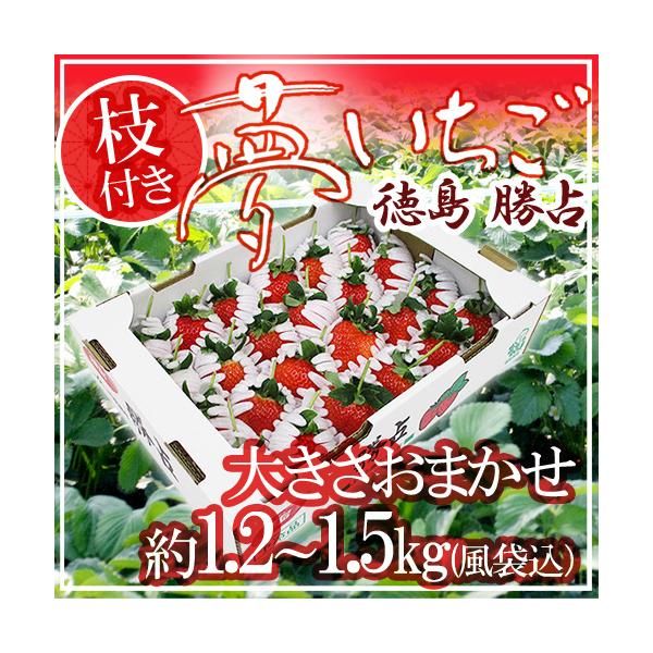 【発売日：2026年01月10日】【送料無料】あの"さくらももいちご"と同品種♪徳島一ともいわれる産地・勝占（かつしめ）の濃い味イチゴ！！より新鮮にお届けできる枝付きいちごです♪大きさはおまかせとなりますが、中にはテニスボールくらいの大きさ...