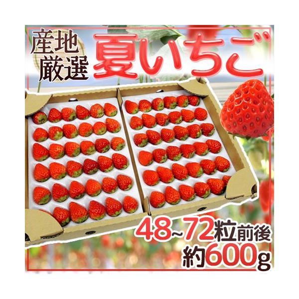 【発売日：2026年06月25日】この時期に国産のいちごがあるの！？爽やかな酸味はケーキ作りにピッタリ！プロのパティシエさんにも好評です♪/国産/国内産/イチゴ/苺/夏イチゴ/夏苺/夏いちご/サマープリンセス/すずあかね/フルーツ/果物/爆買