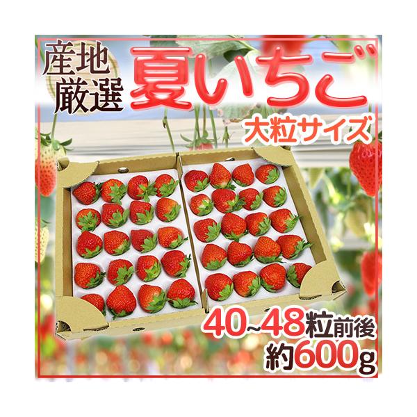【発売日：2026年06月25日】この時期に国産のいちごがあるの！？爽やかな酸味はケーキ作りにピッタリ！プロのパティシエさんにも好評です♪/国産/国内産/イチゴ/苺/夏イチゴ/夏苺/夏いちご/サマープリンセス/すずあかね/フルーツ/果物/爆買