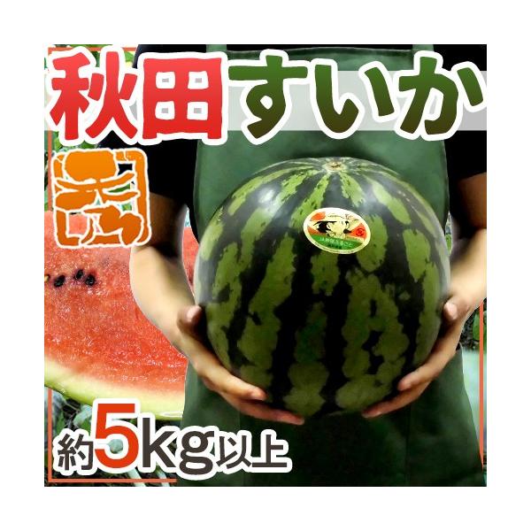 【発売日：2026年07月31日】【送料無料！】「米どころ」の清涼な水、昼夜の気温差で育まれた、歯ごたえ自慢の【秋田すいか】実は山形・尾花沢にも劣らない名産地♪シャッキシャキで爽やかな甘さ！/フルーツ/果物/5キロ/爆買