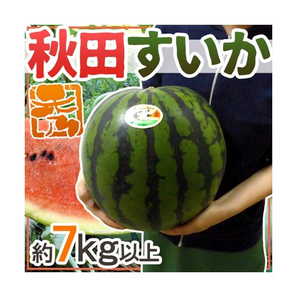 【発売日：2026年07月31日】【送料無料！】「米どころ」の清涼な水、昼夜の気温差で育まれた、歯ごたえ自慢の【秋田すいか】実は山形・尾花沢にも劣らない名産地♪シャッキシャキで爽やかな甘さ！/フルーツ/果物/7キロ/爆買