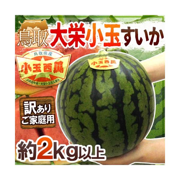 【発売日：2026年06月10日】当店でも大人気♪あの「大栄すいか」の小玉スイカ！！大玉に負けないシャリ感と、高い糖度で大満足！扱いやすさも魅力の一つです♪大栄西瓜/大栄スイカ/大栄すいか/鳥取スイカ/すいか/小玉すいか/西瓜/フルーツ/果...