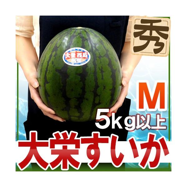【発売日：2026年06月10日】【送料無料！】ちょうどいいボリューム！Mサイズ、鳥取　大栄スイカ【大玉スイカ】糖度センサーでハズレ無しの甘さ！わけあり特別価格でのご提供です♪父の日・お中元にも♪4月5月は熊本産すいか、6月7月は大栄西瓜、...