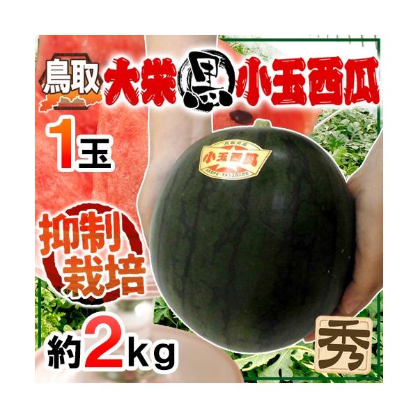 【発売日：2026年09月10日】秋にスイカが食べられる！？当店でも大人気♪あの「大栄すいか」の黒小玉スイカ！！高い技術の抑制栽培でこの時期でも美味しいスイカが！超希少♪黒小玉すいか/大栄西瓜/大栄スイカ/大栄すいか/鳥取スイカ/すいか/小...