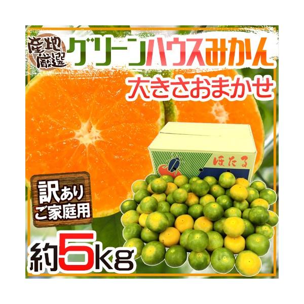 【発売日：2026年08月15日】【送料無料】見た目は緑だけど中身は完熟！まろやかな甘酸っぱさと瑞々しく爽やかな味わいのグリーンハウスみかん！！行楽やスポーツの差し入れにもオススメ♪みかん/ミカン/蜜柑/グリーンみかん/ハウスみかん/フルー...
