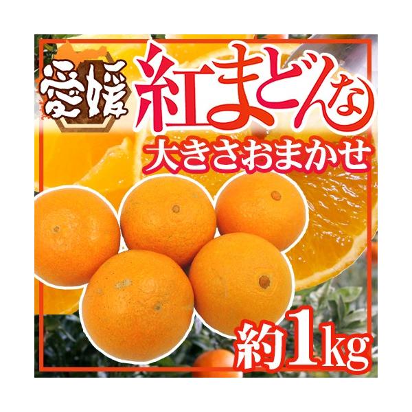 【発売日：2025年12月10日】驚愕の新品種！このプルプル新食感はほかにない！今ＴＶや雑誌でも引っ張りだこの話題の柑橘です！！甘さとほのかな酸味のバランスな新食感はクセになる！/媛まどんな/愛果28号/紅まどんな/紅マドンナ/愛媛まどんな...