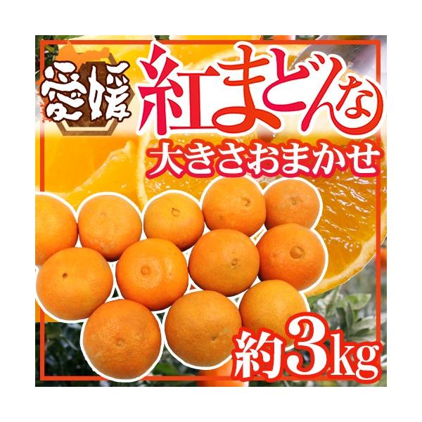【発売日：2025年12月10日】【送料無料】驚愕の新品種！このプルプル新食感はほかにない！今ＴＶや雑誌でも引っ張りだこの話題の柑橘です！！甘さとほのかな酸味のバランスな新食感はクセになる！/媛まどんな/愛果28号/紅まどんな/紅マドンナ/...