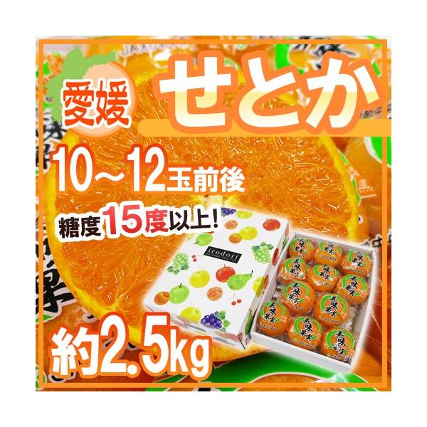 【発売日：2026年02月28日】【送料無料】"清見オレンジ""マーコット""アンコール"３種の柑橘をいいとこどりした「柑橘の大トロ」せとか！！ＴＶや雑誌にもとりあげられ、海外からも注目を浴びる新品種♪/フルーツ/果物/2.5キロ/爆買